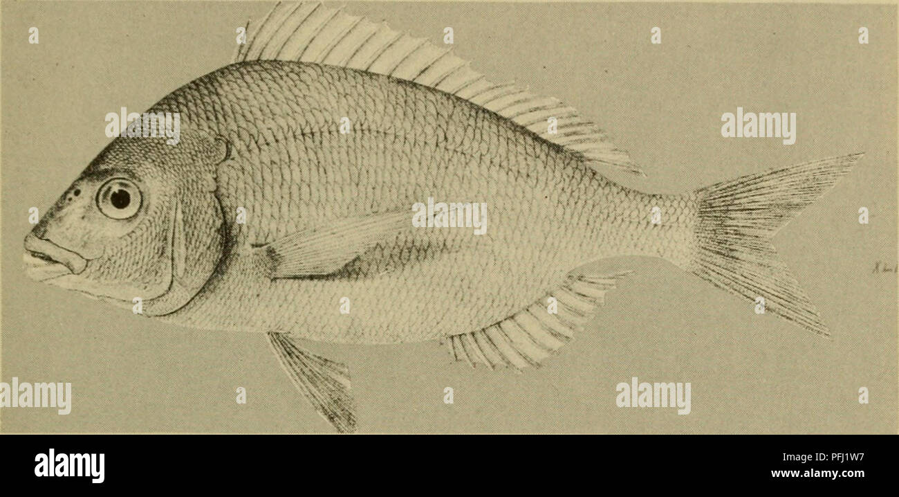 This guide provides an overview of marine animals that are poisonous to ...