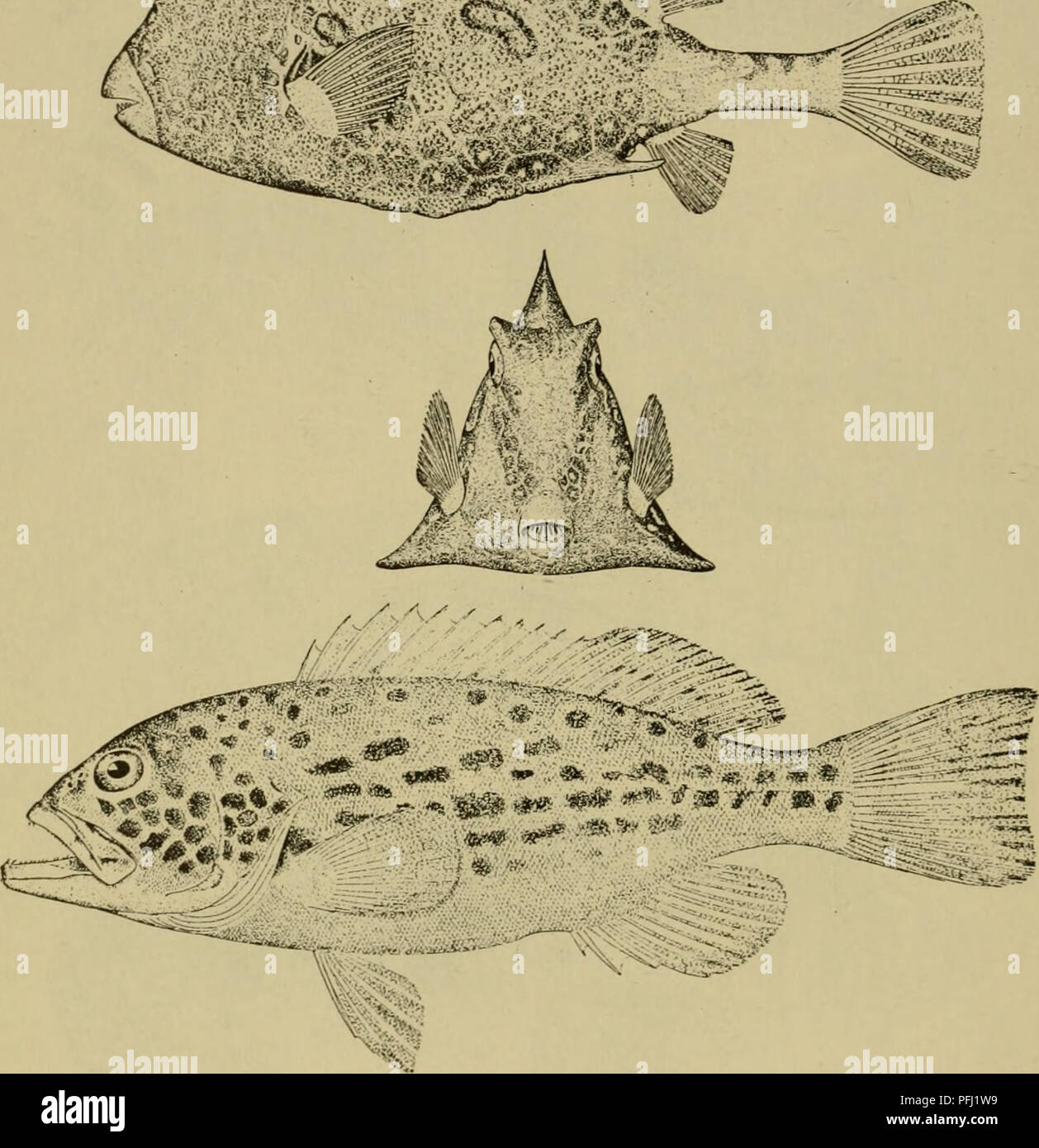 . Dangerous marine animals. Marine animals. 120 DANGEROUS MARINE ...