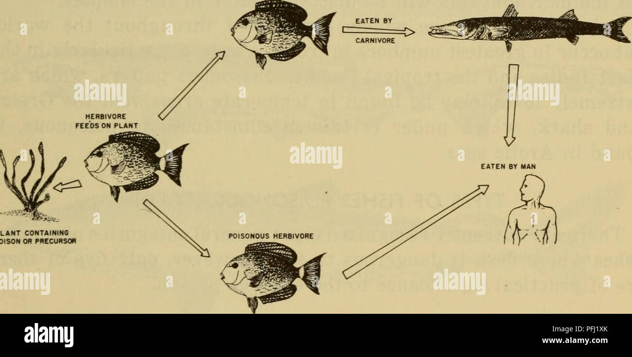 This work provides an overview of poisonous marine animals, focusing on ...