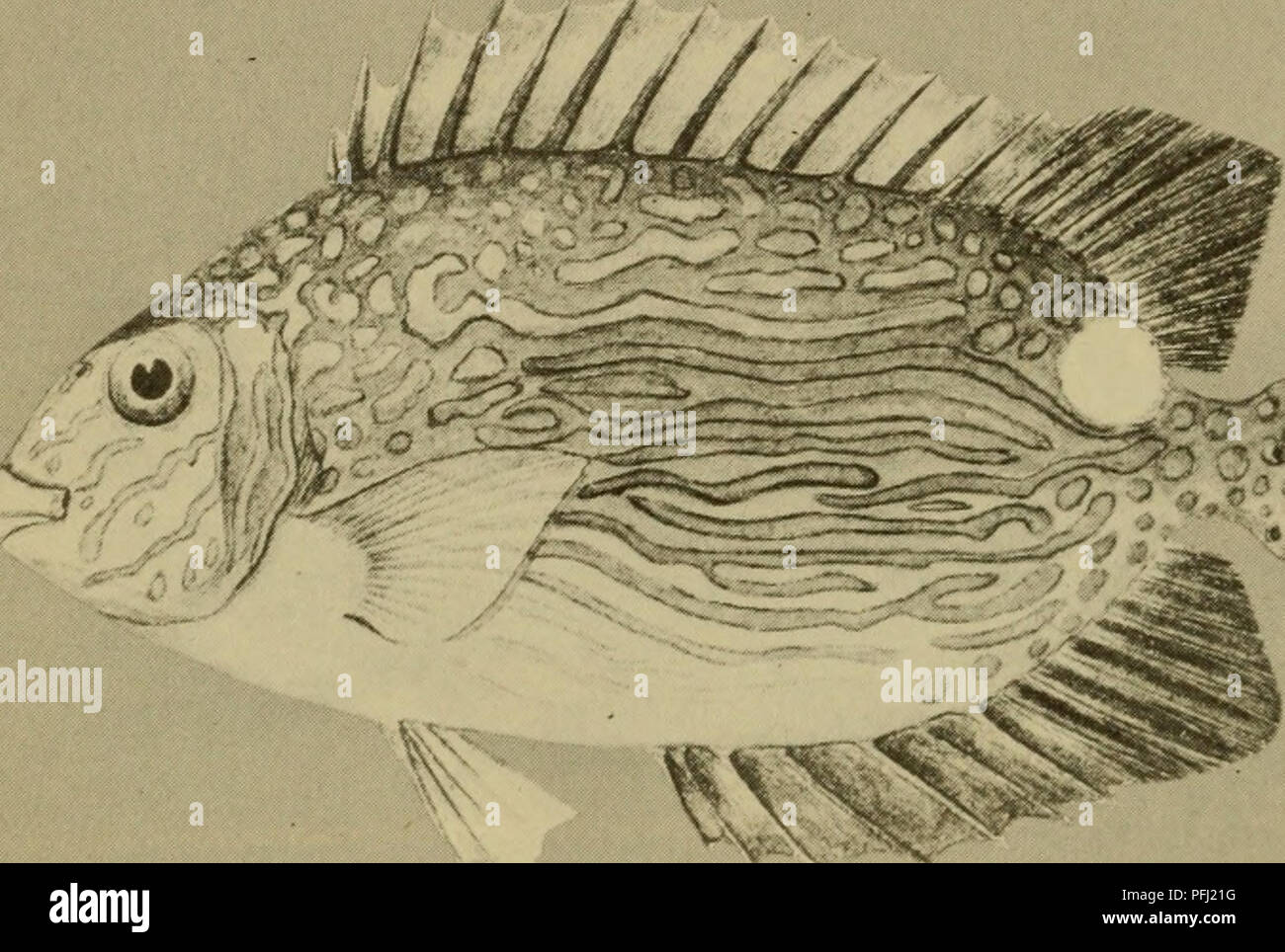 The text presents various species of dangerous marine animals ...