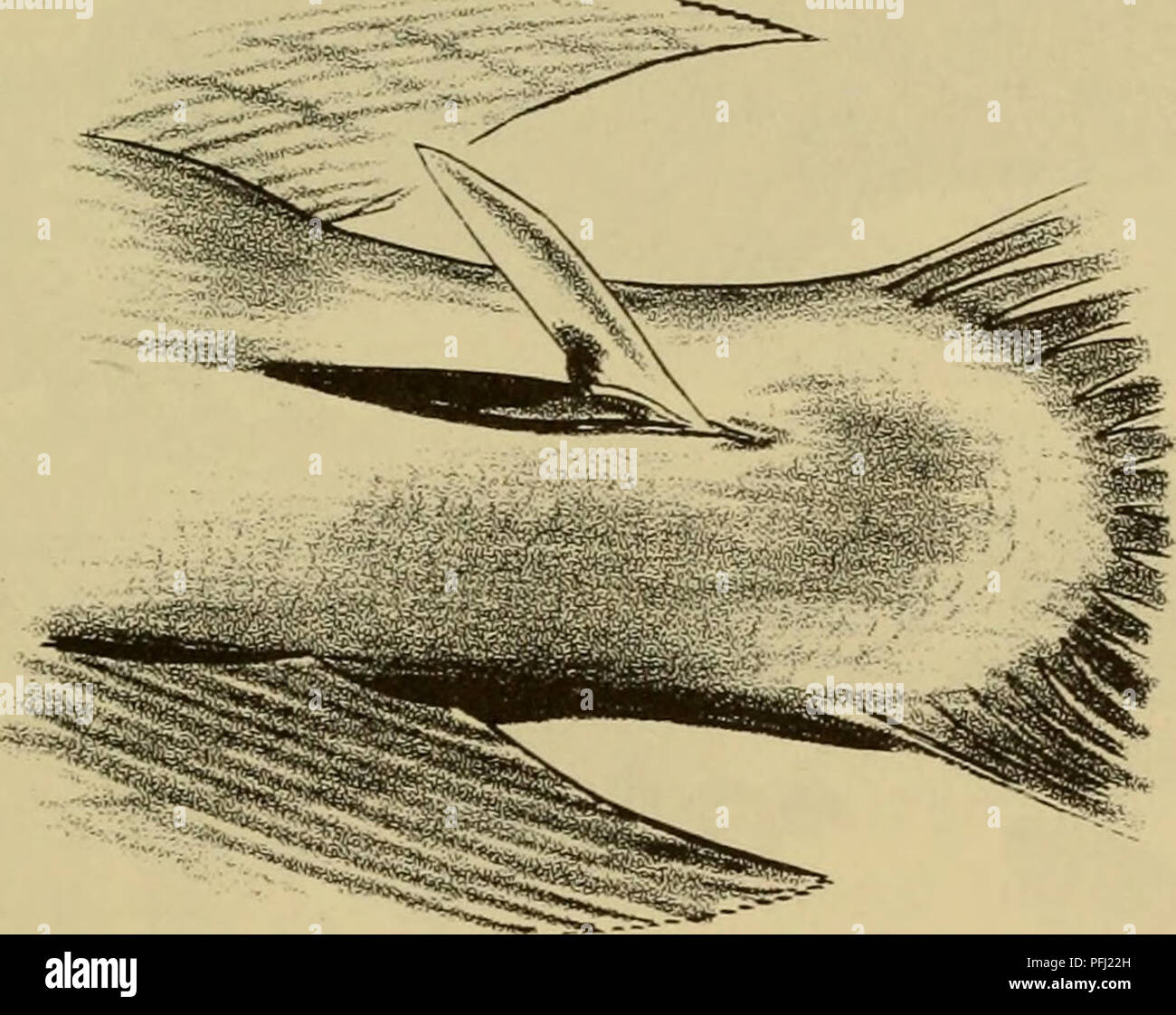 . Dangerous marine animals. Marine animals. -r â âV;-I".'-:':-. Fig. 52 ...