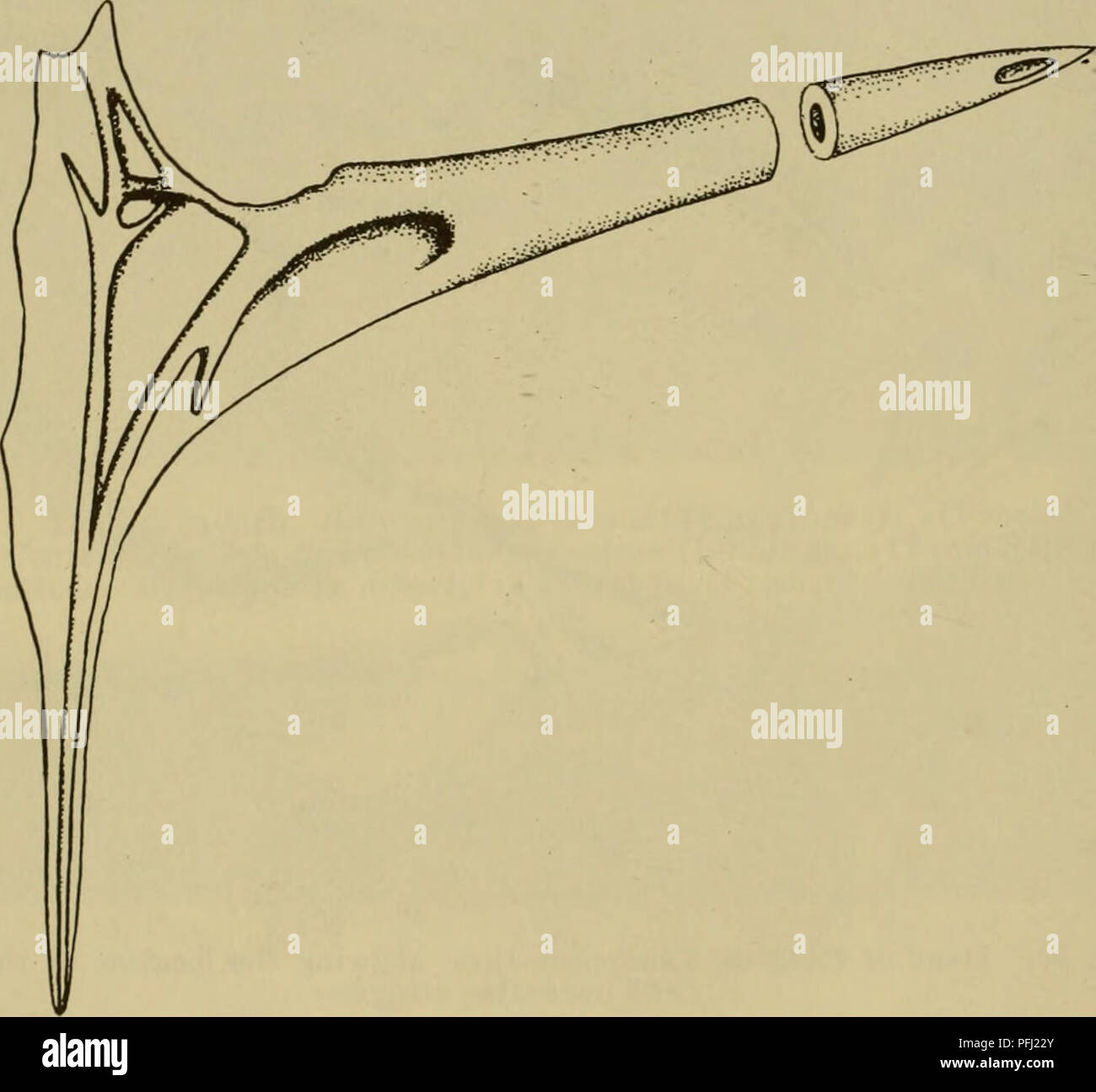 . Dangerous marine animals. Marine animals. Fig. 51. Top: Dorsal sting ...