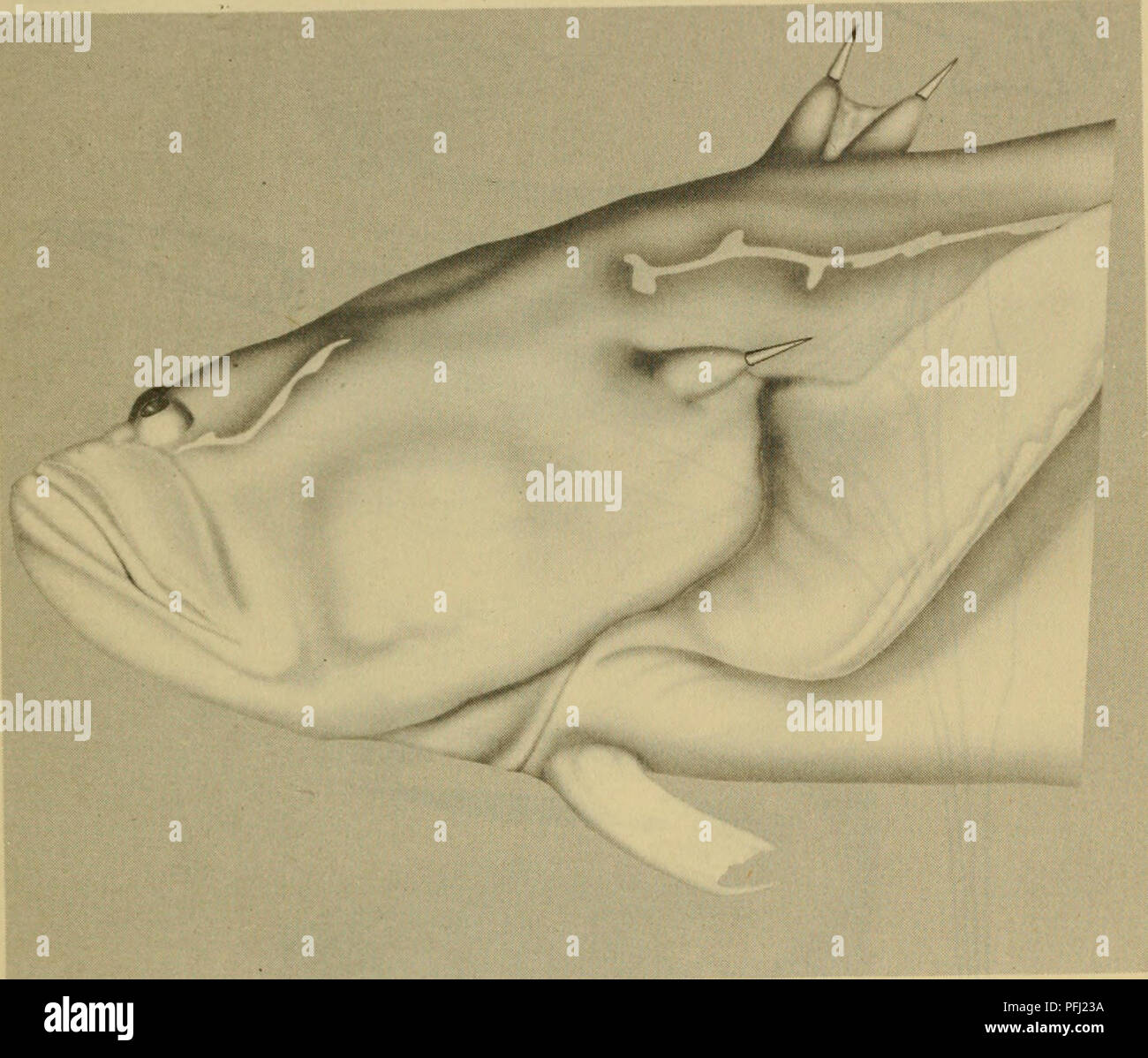 . Dangerous marine animals. Marine animals. MARINE ANIMALS THAT STING ...