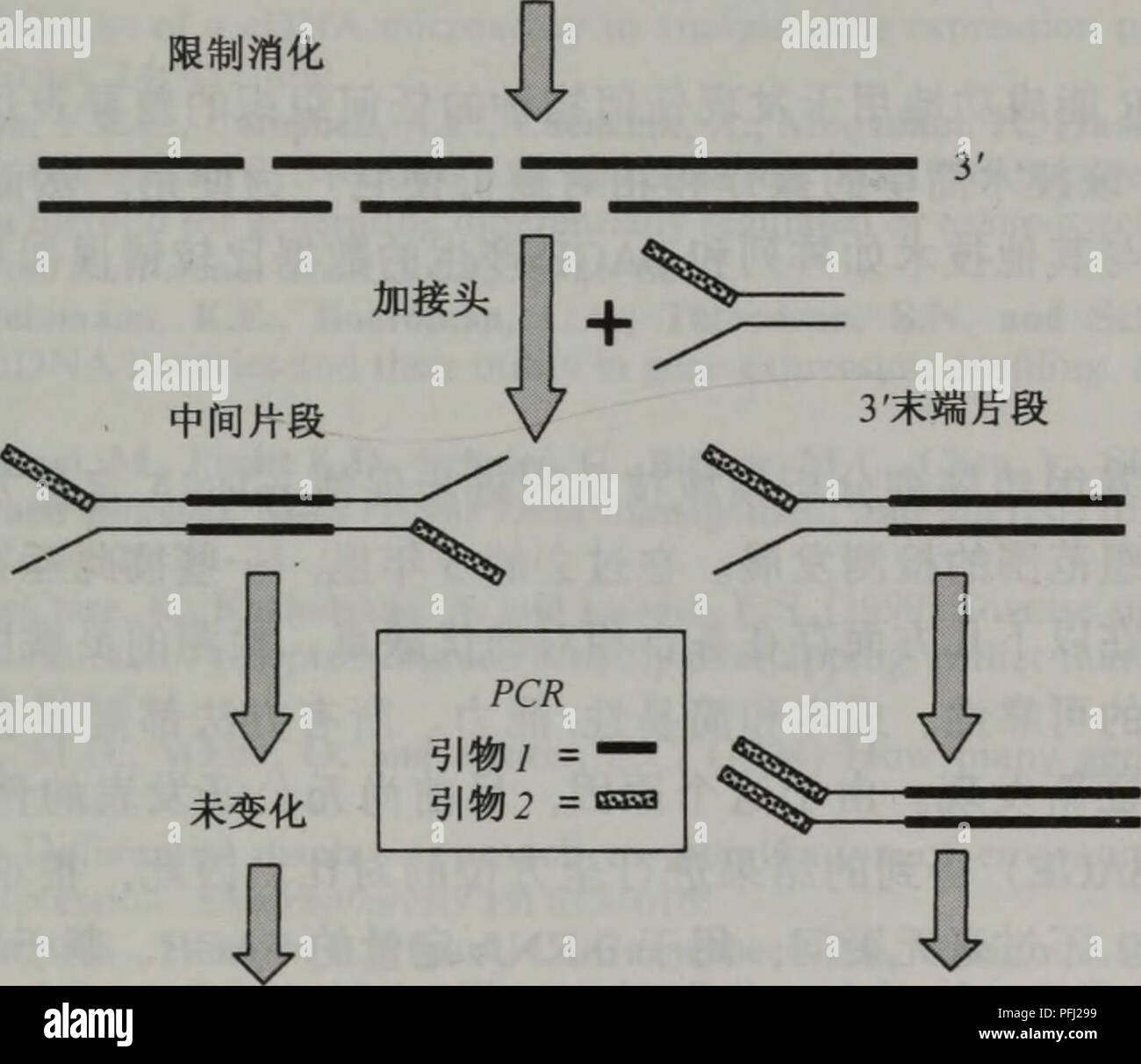 Dna cdna hi-res stock photography and images - Alamy