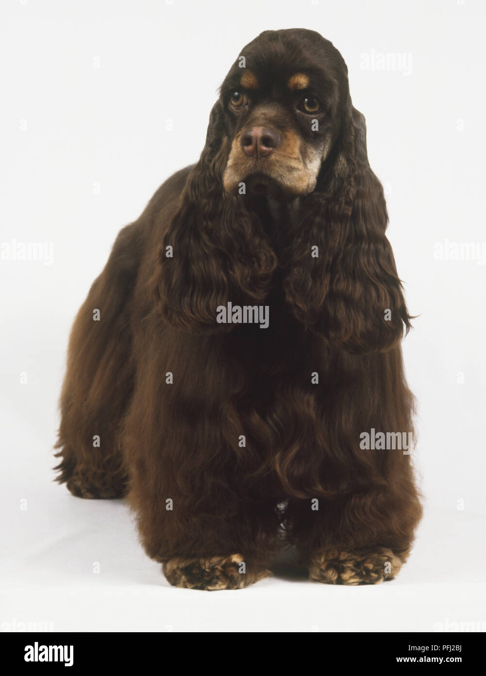 A brown Cocker Spaniel (Canis familiaris), front view Stock Photo - Alamy