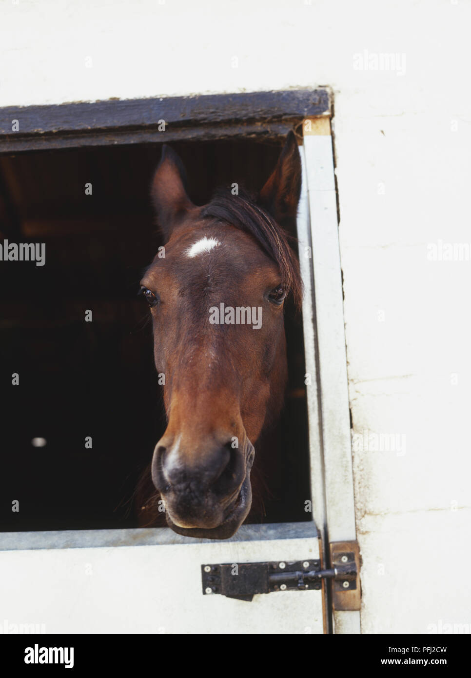 Head of Brown Horse (Equus caballus) looking out over stable stall door ...
