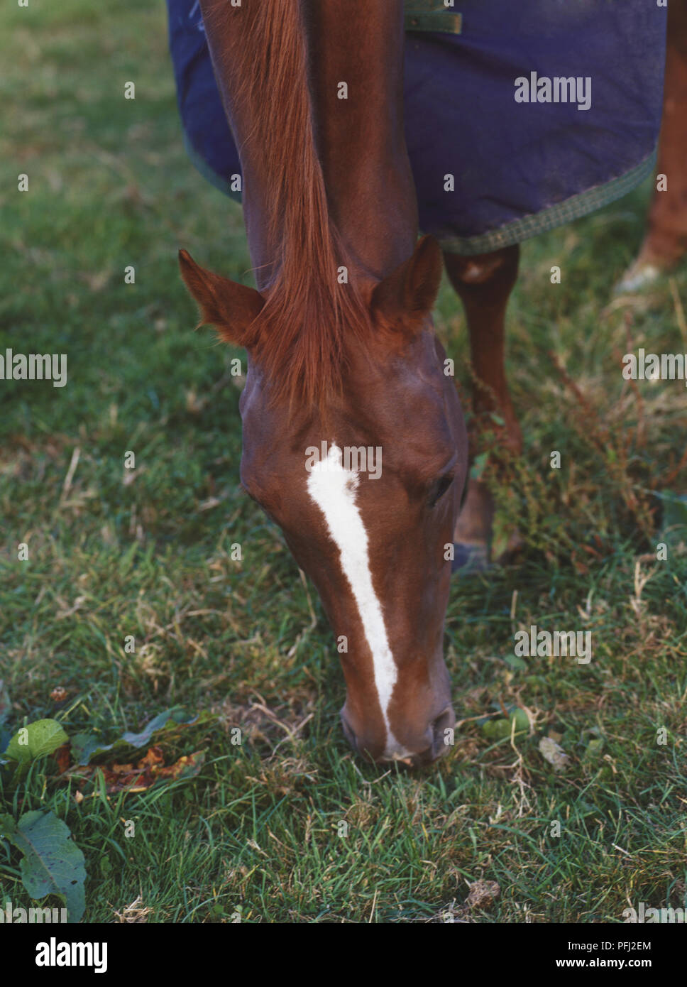 Head of brown Horse (Equus caballus) with white stripe on its nose ...