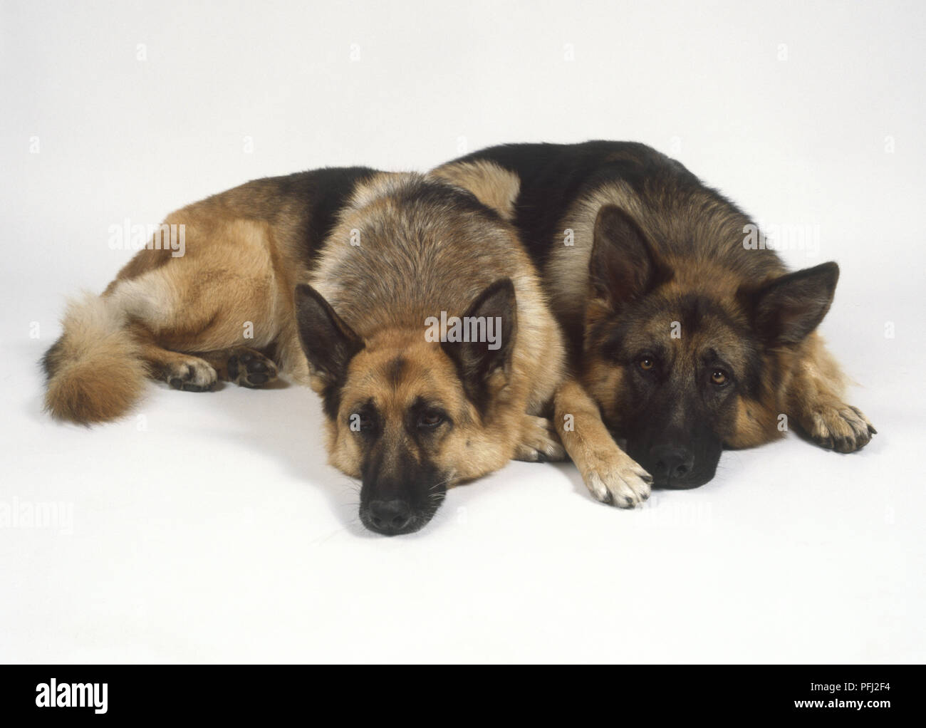 Two German Shepherd dogs (Canis familiaris) lying side by side, facing ...