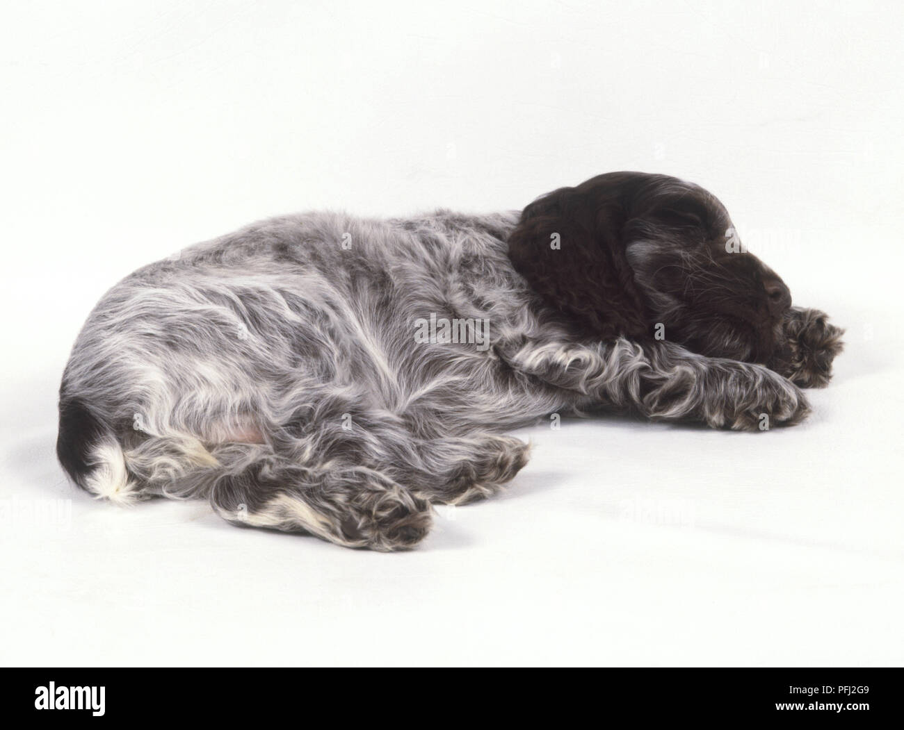 A black and white Cocker Spaniel puppy (Canis familiaris) lying down ...