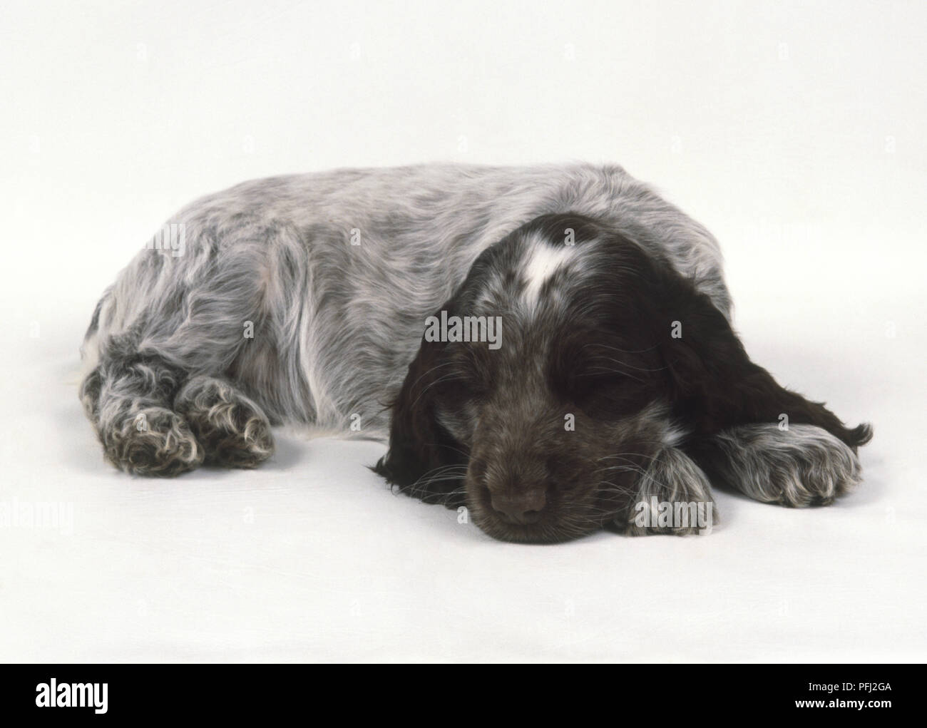 A black, grey and white Cocker Spaniel puppy (Canis familiaris) lying ...