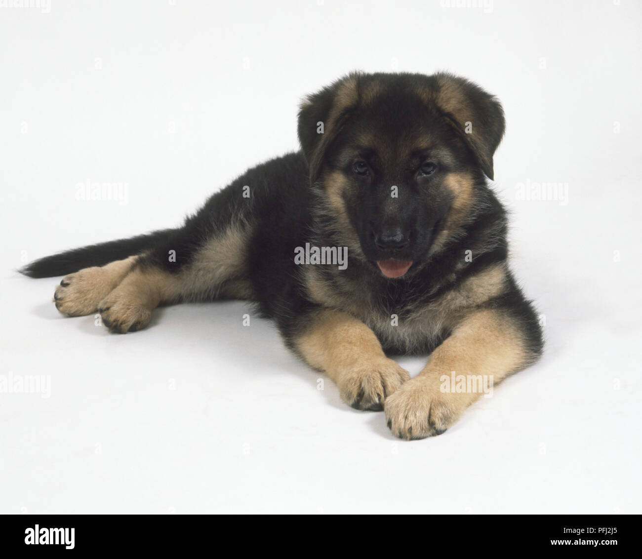 Young German Shepherd dog (Canis familiaris) lying down, facing forward ...