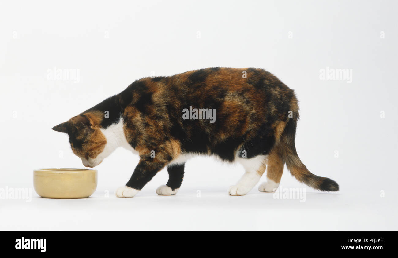Tortoiseshell Cat (Felis catus) standing next to a food bowl, side view ...