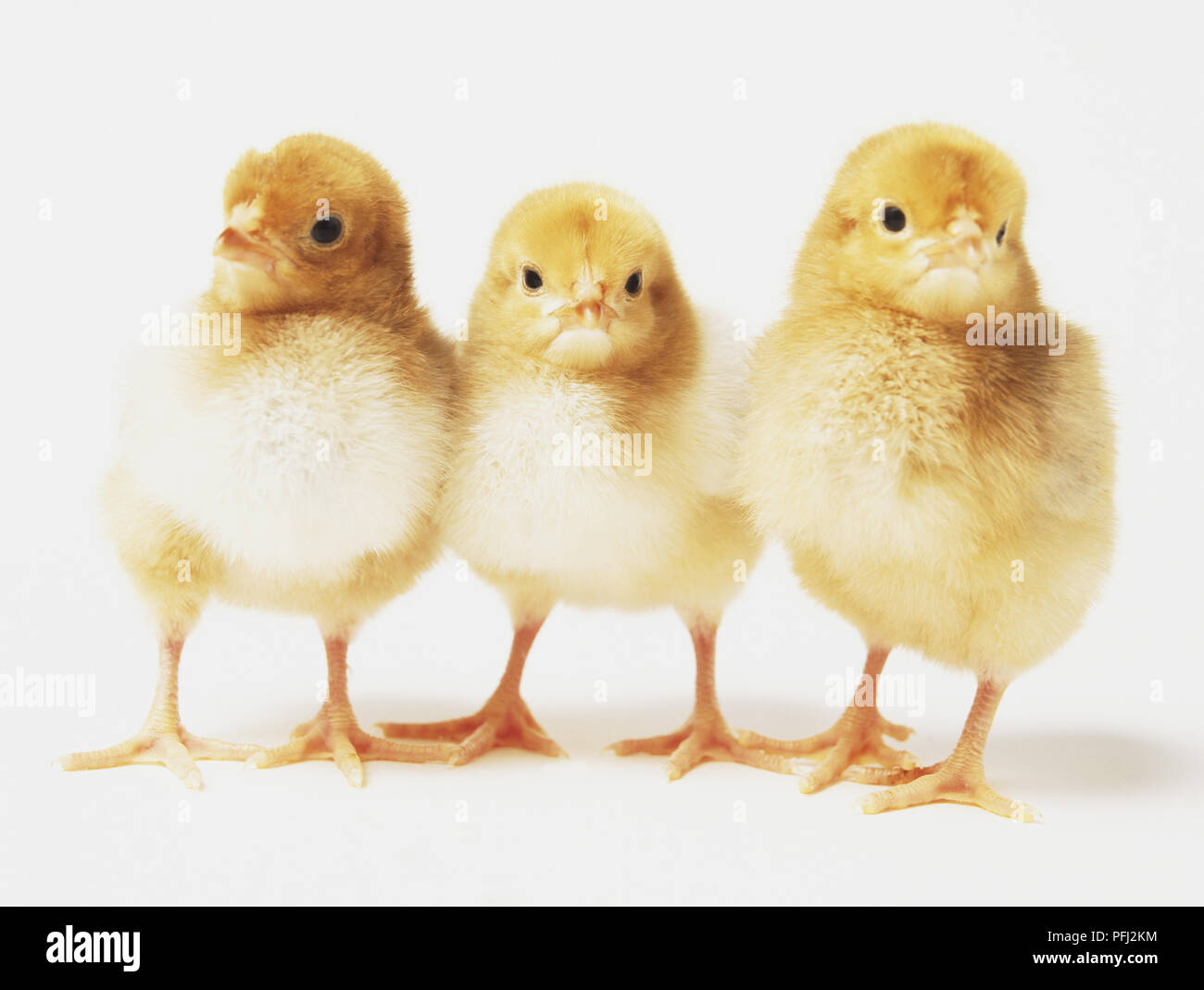 Three Buff Sussex Chicks (Gallus gallus) standing side by side, front ...