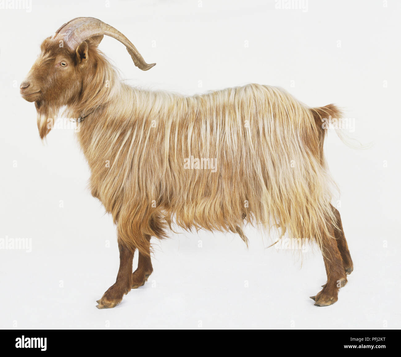 Golden Guernsey Goat (Capra hircus), side view Stock Photo - Alamy