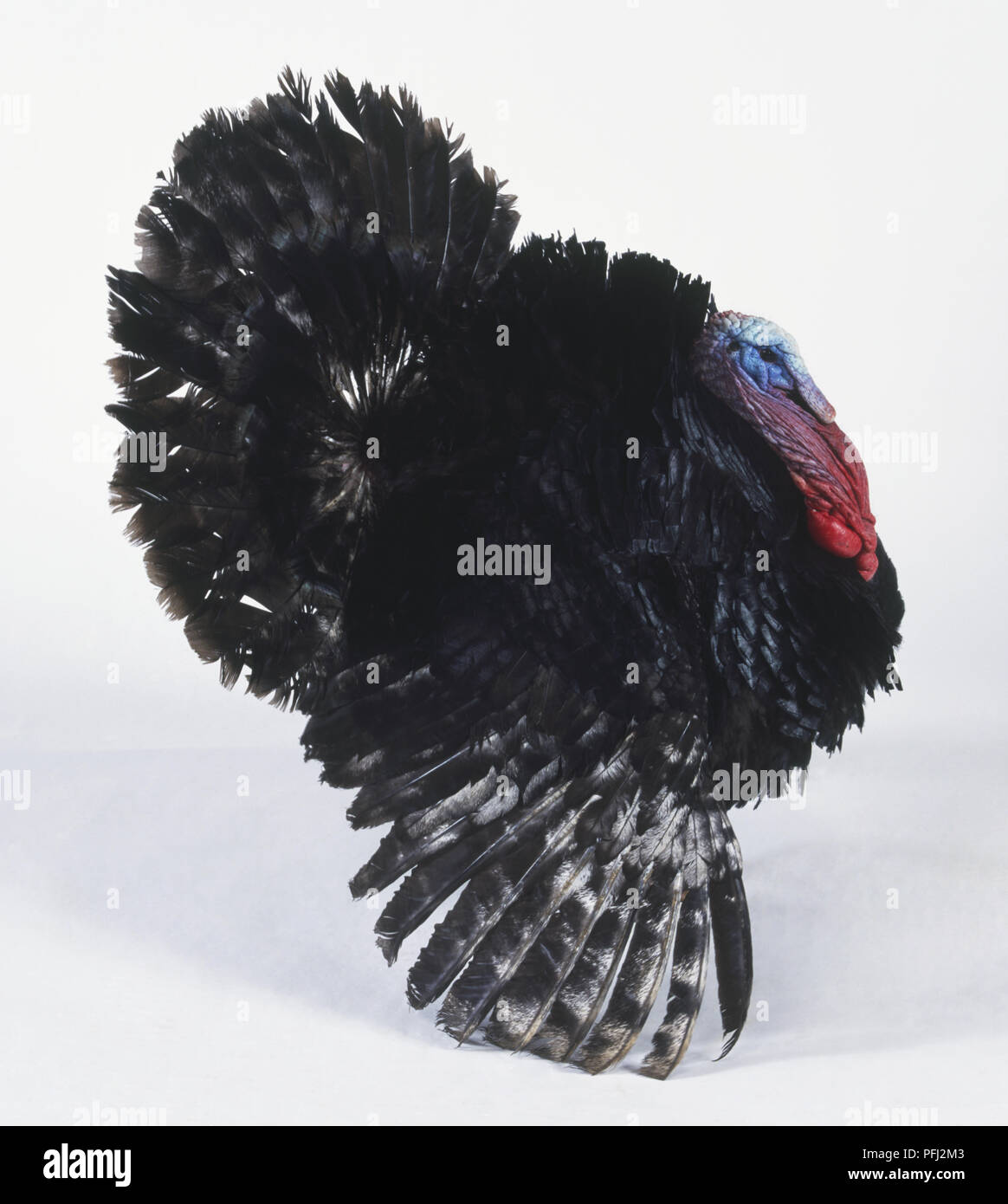 Male Domestic Turkey (Meleagris gallopavo) spreading its tail feathers ...