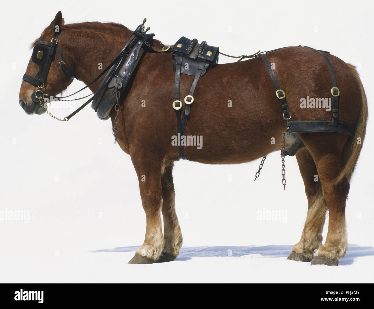 Cart horse in harness, side view Stock Photo - Alamy