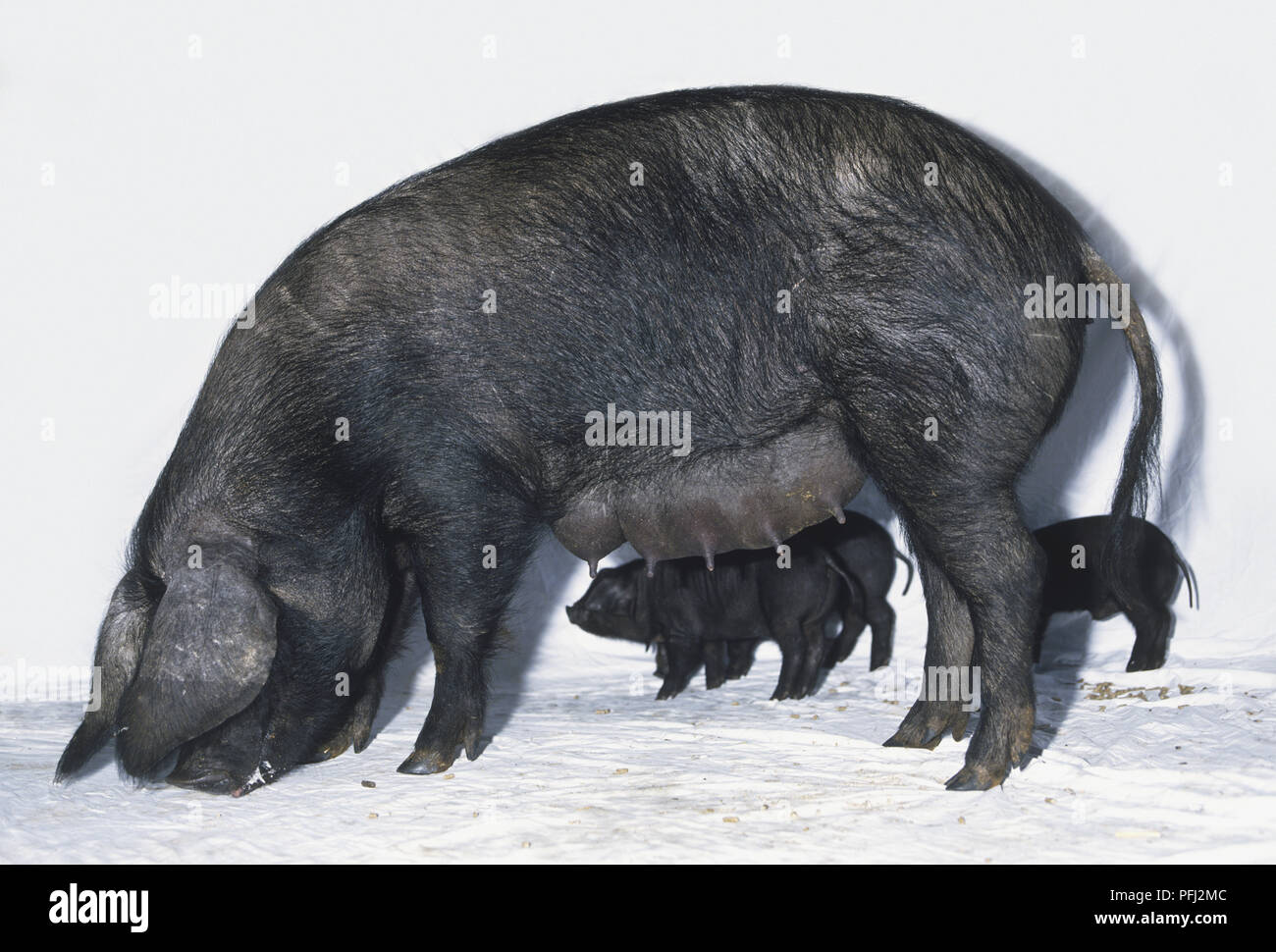 Four piglets feeding farm hi-res stock photography and images - Alamy