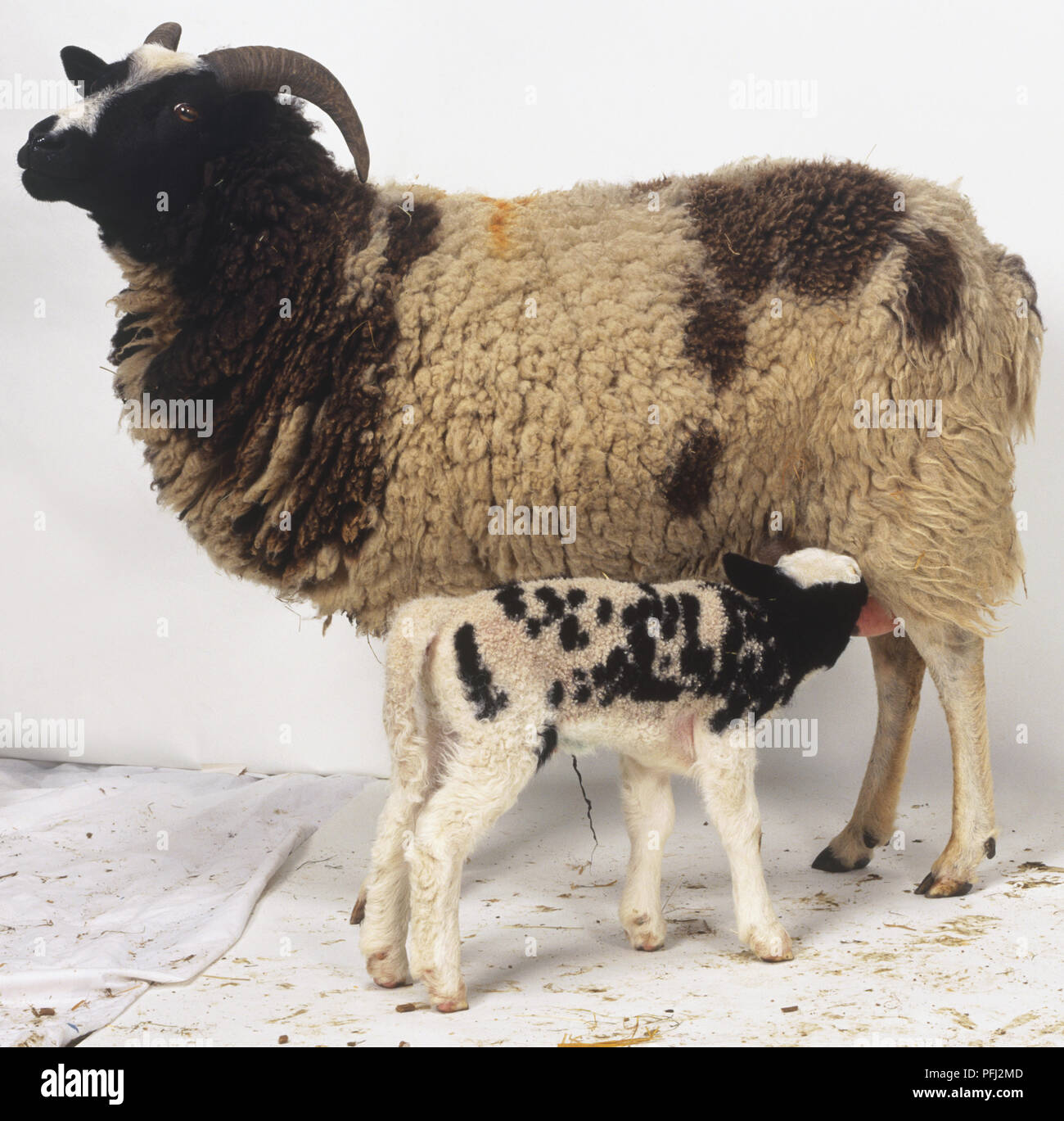 Standing jacob sheep ovis hi-res stock photography and images - Alamy