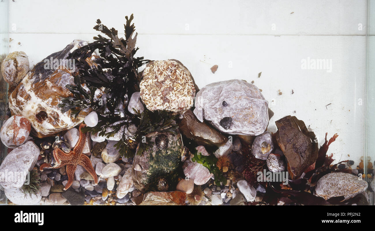 Simulated rock pool habitat Stock Photo - Alamy