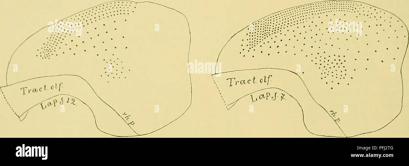 This article discusses the development of brain structures in a nine ...