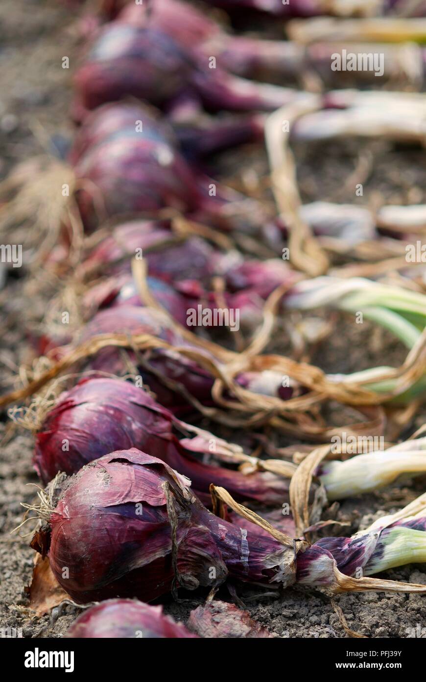 Ripe red onions hi-res stock photography and images - Alamy