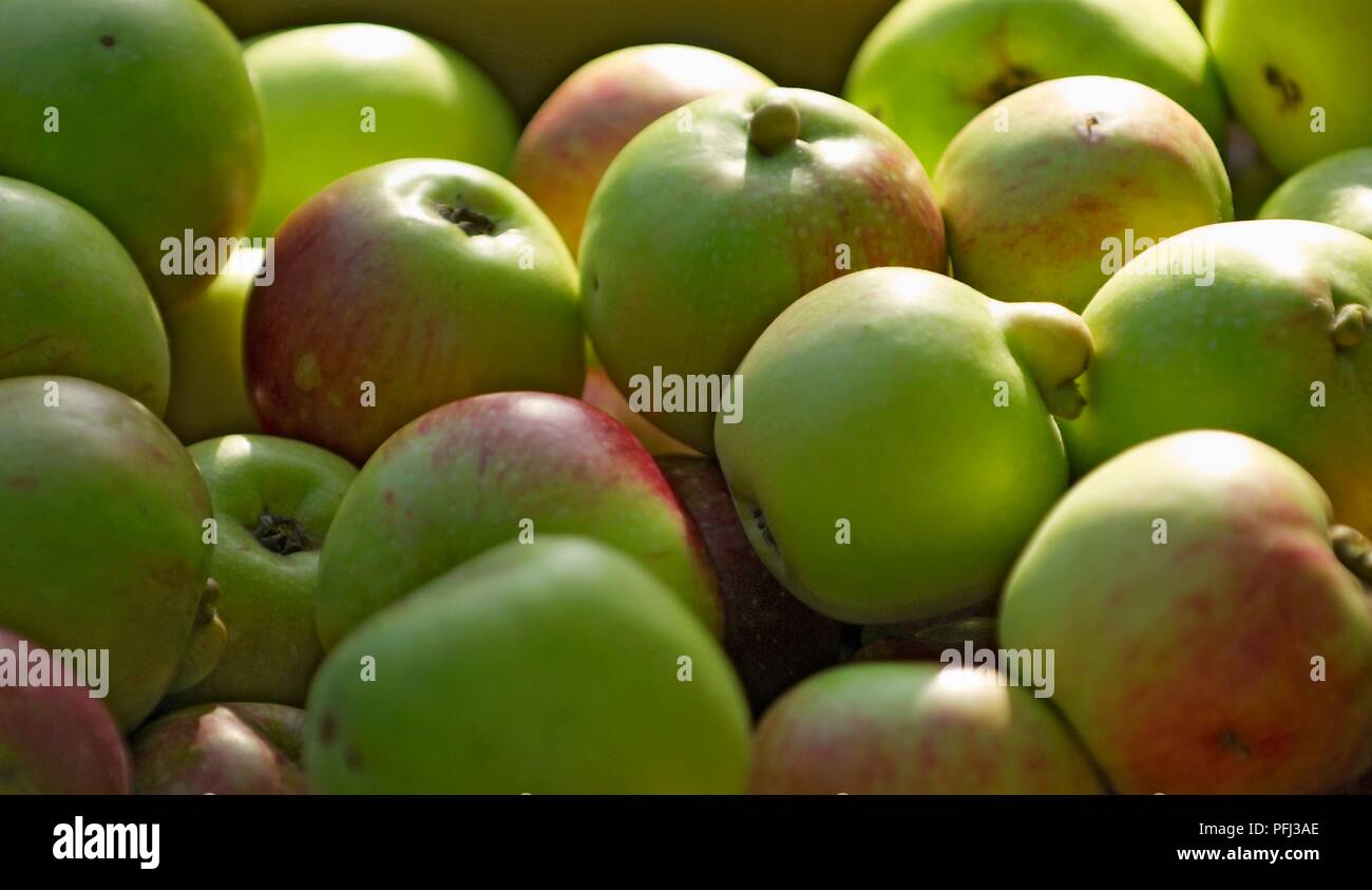 Fresh organic apples Stock Photo - Alamy