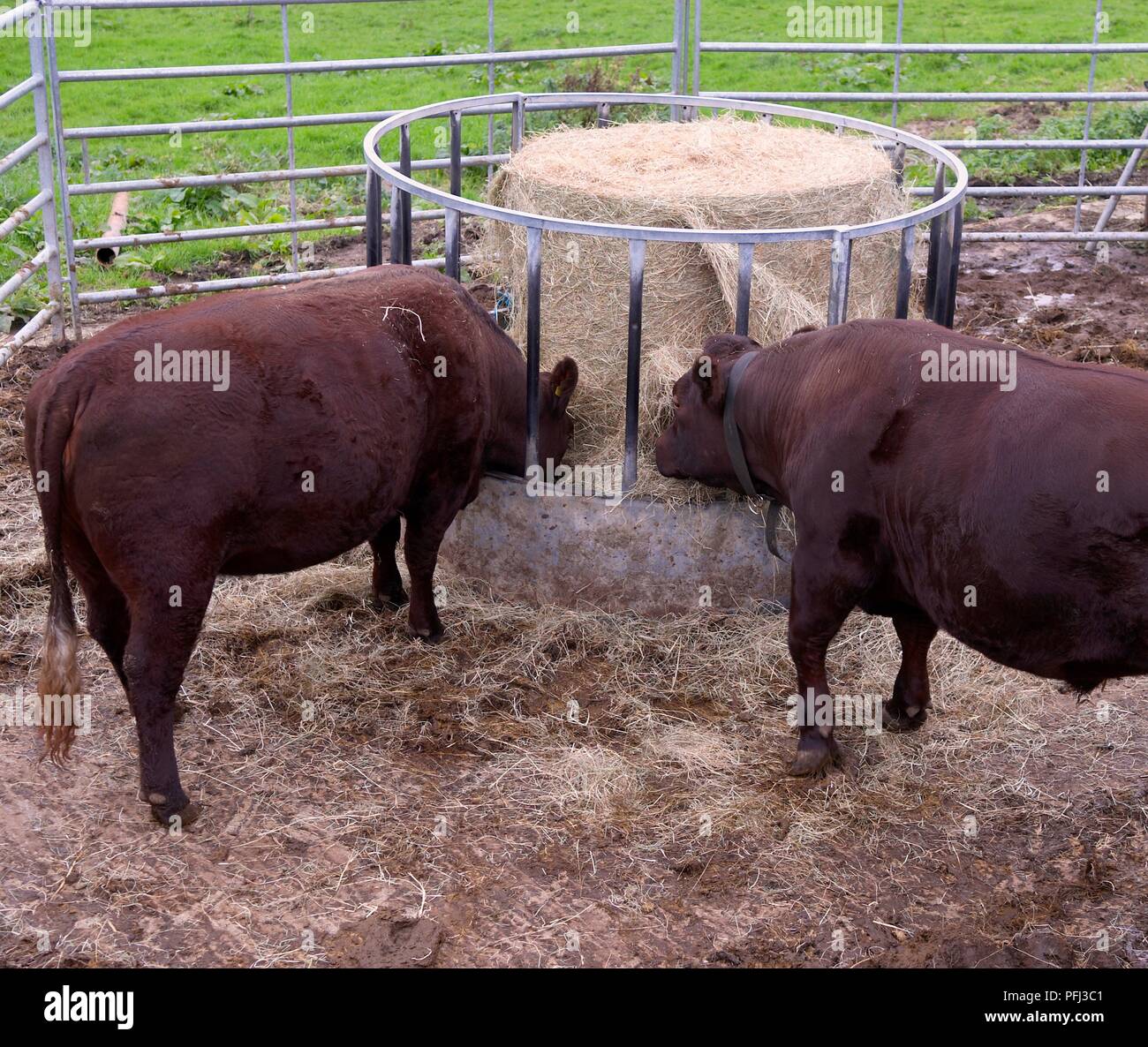 Two cows feeding from ball of hay Stock Photo - Alamy
