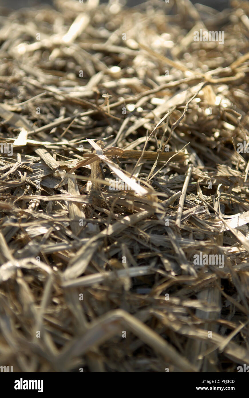 Ground full dry twigs hi-res stock photography and images - Alamy