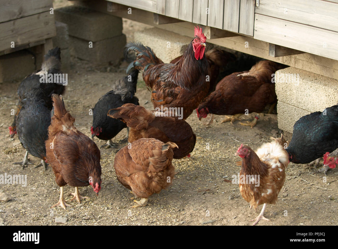 Hens and rooster in a chicken run Stock Photo - Alamy