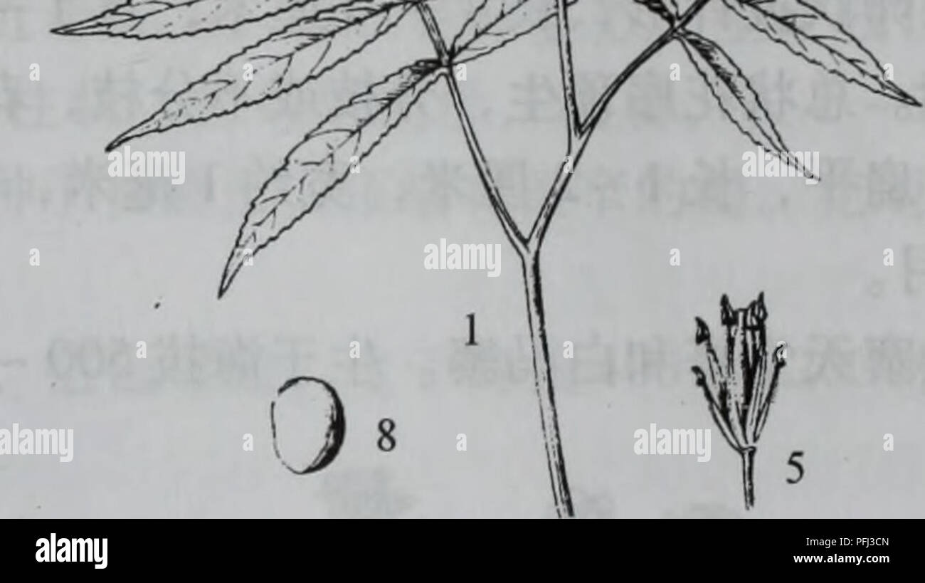 This Chinese botanical work details various plant species, with a ...