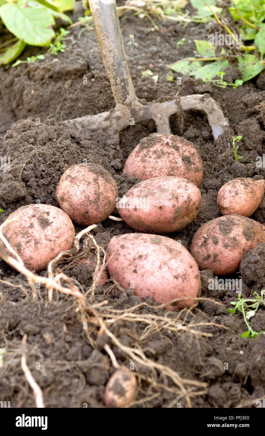 Digging up potatoes hi-res stock photography and images - Alamy