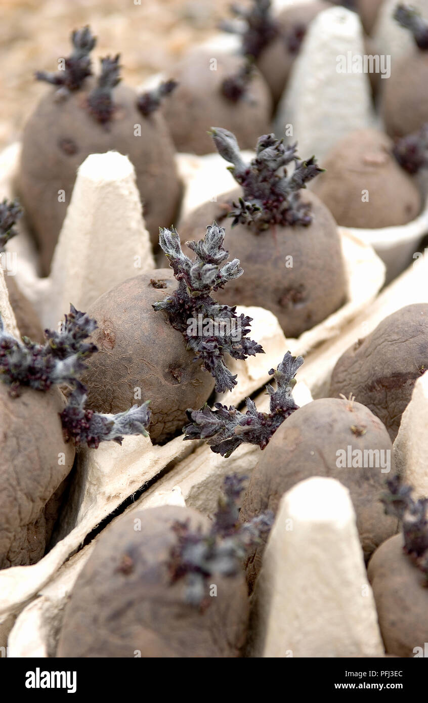 Growing first early potatoes (step), seed potatoes placed in egg boxes ...