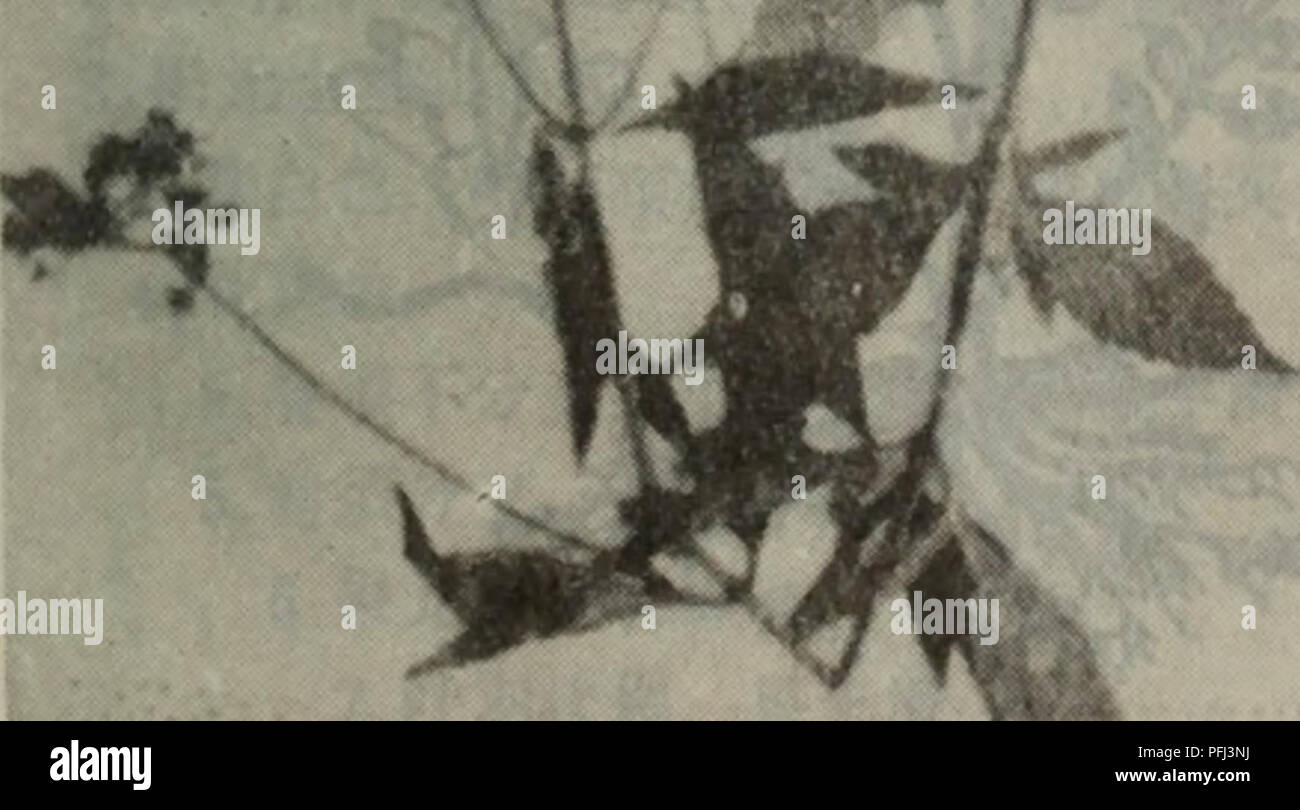 This text discusses the flora of the Dalian region, focusing on local ...