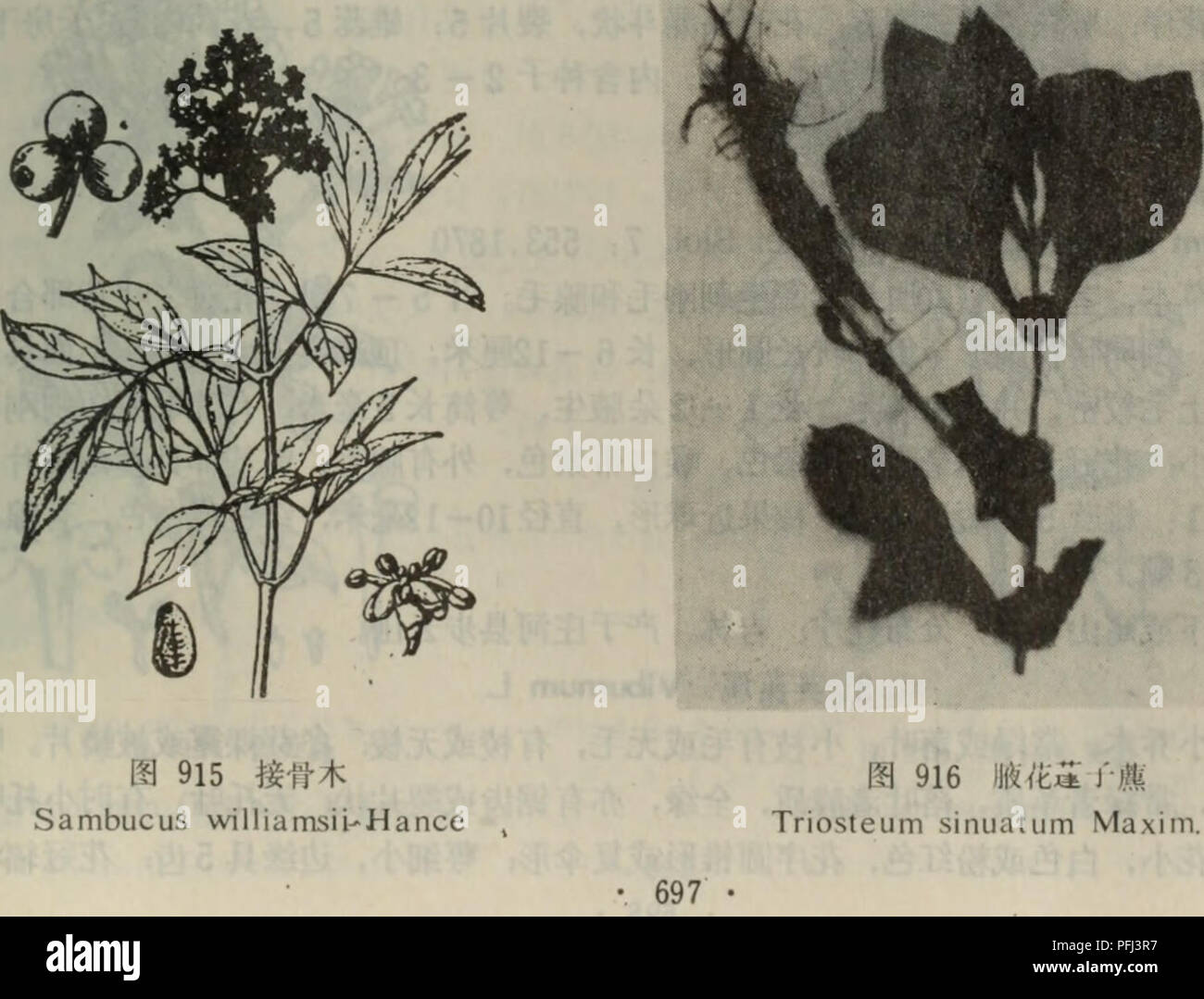 This text focuses on various plants native to the Dalian region in ...