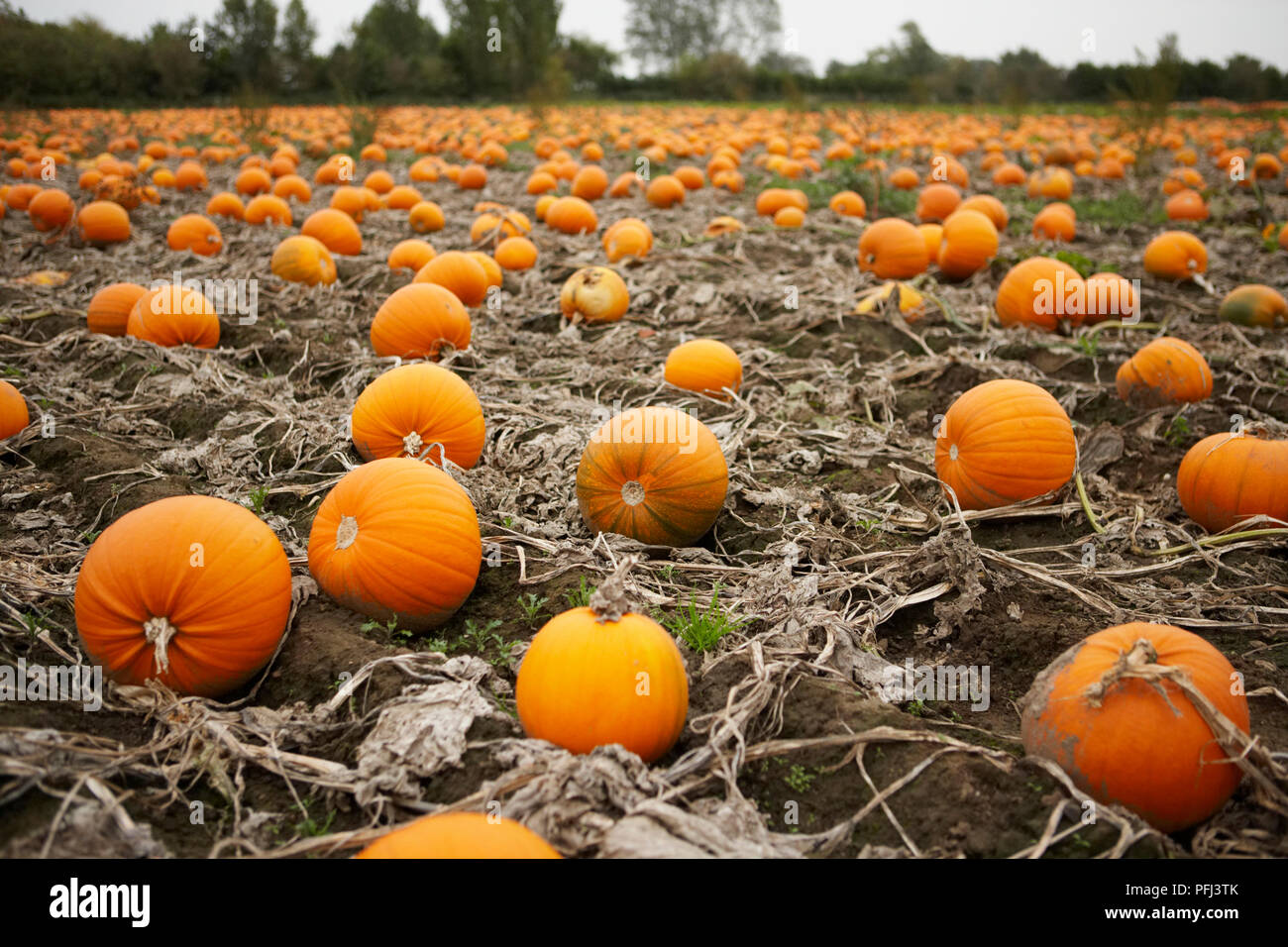 Field of pumpkins Stock Photo - Alamy