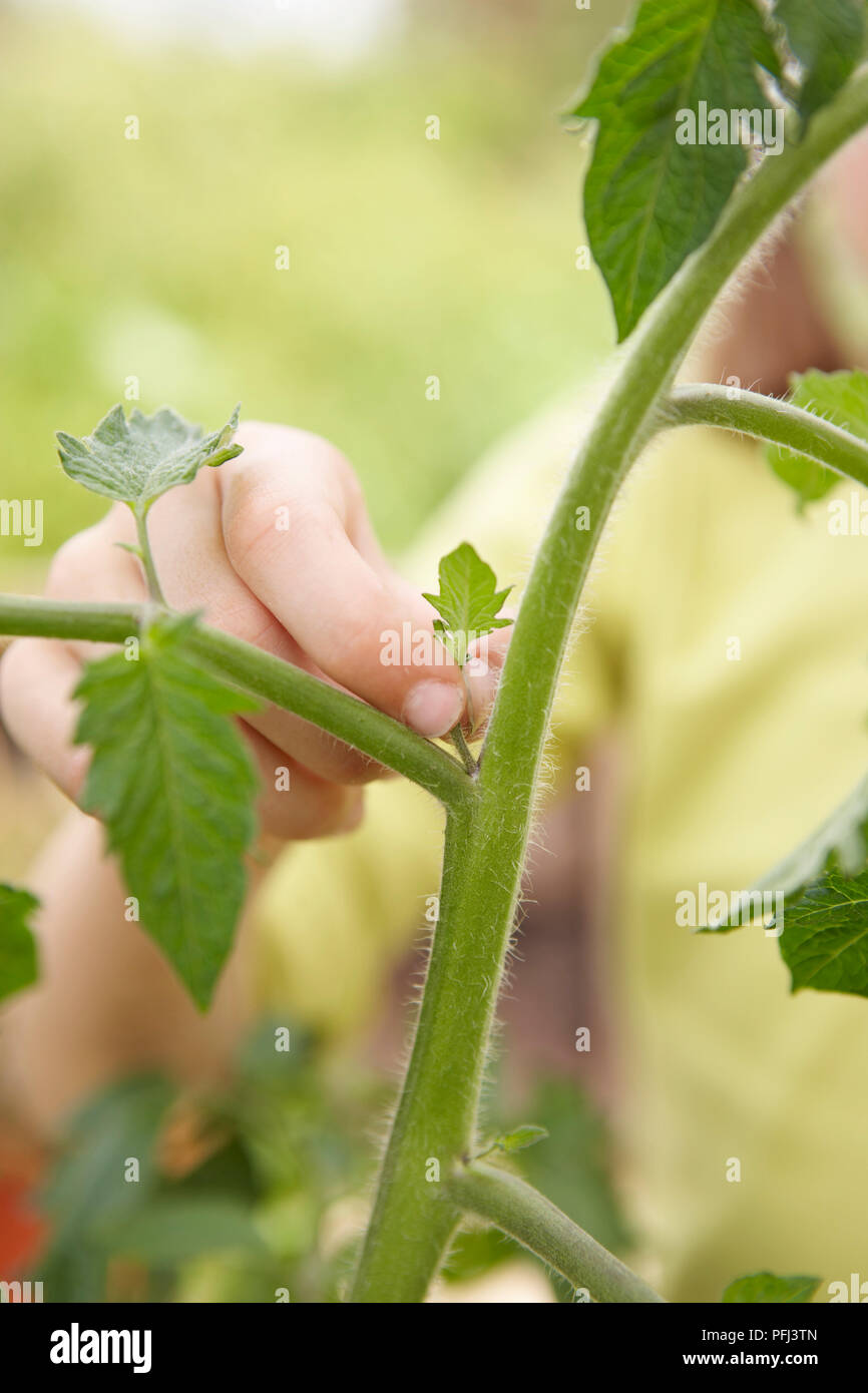 Pinching out tomato hi-res stock photography and images - Alamy