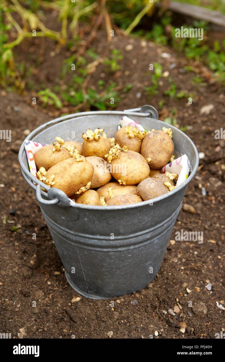 Seed potato uk hi-res stock photography and images - Alamy