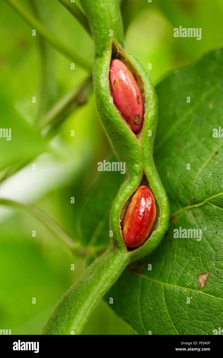 Two scarlet runner bean seeds emerging from pod Stock Photo - Alamy