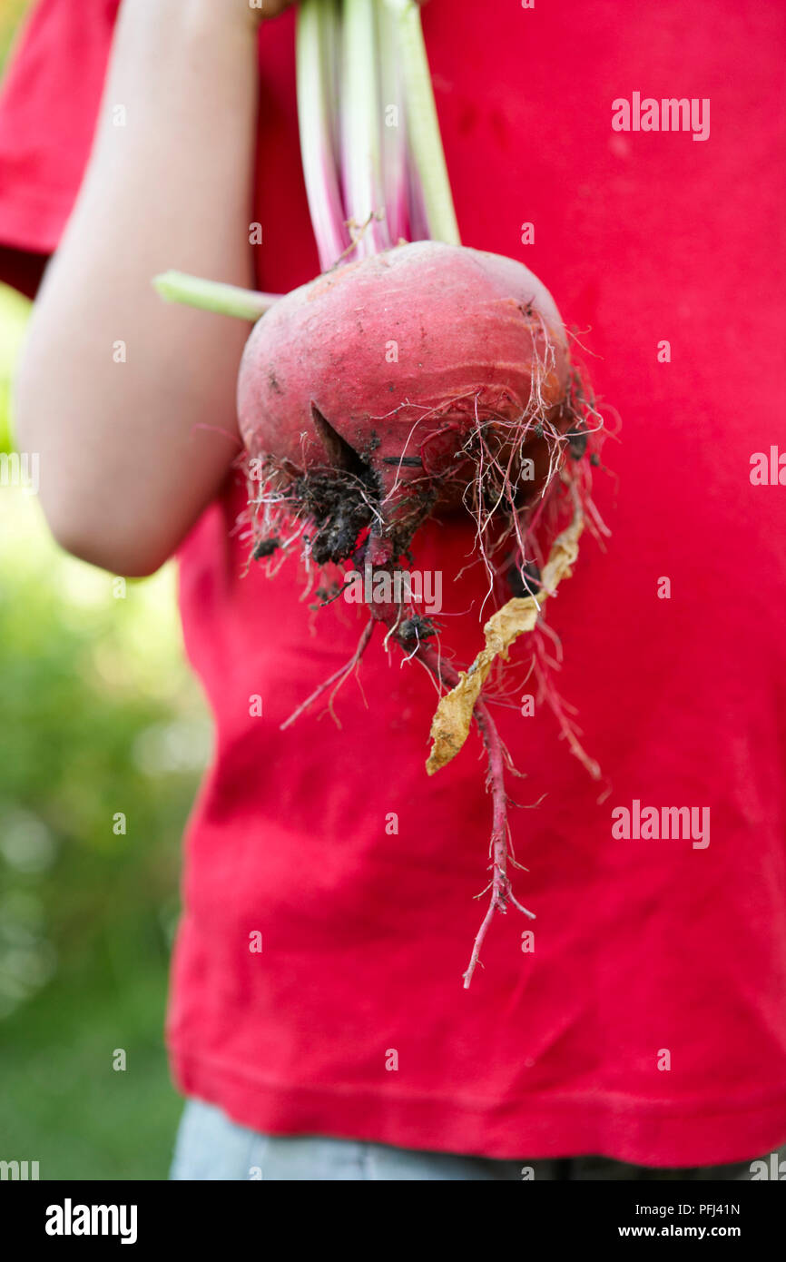 Child holding uprooted beetroot against red T-shirt Stock Photo - Alamy