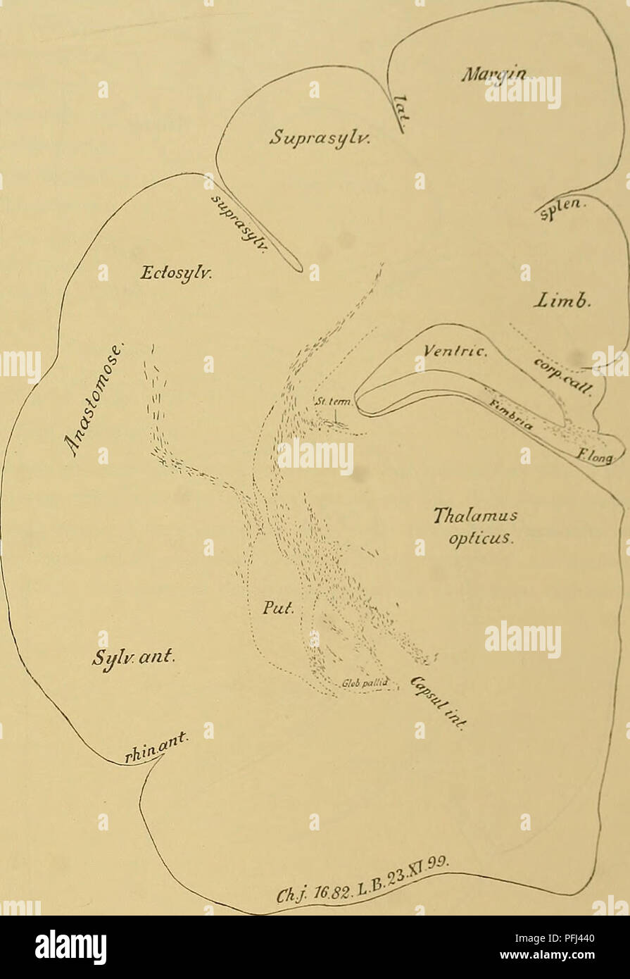 This scientific document from the Jena Society explores brain anatomy ...