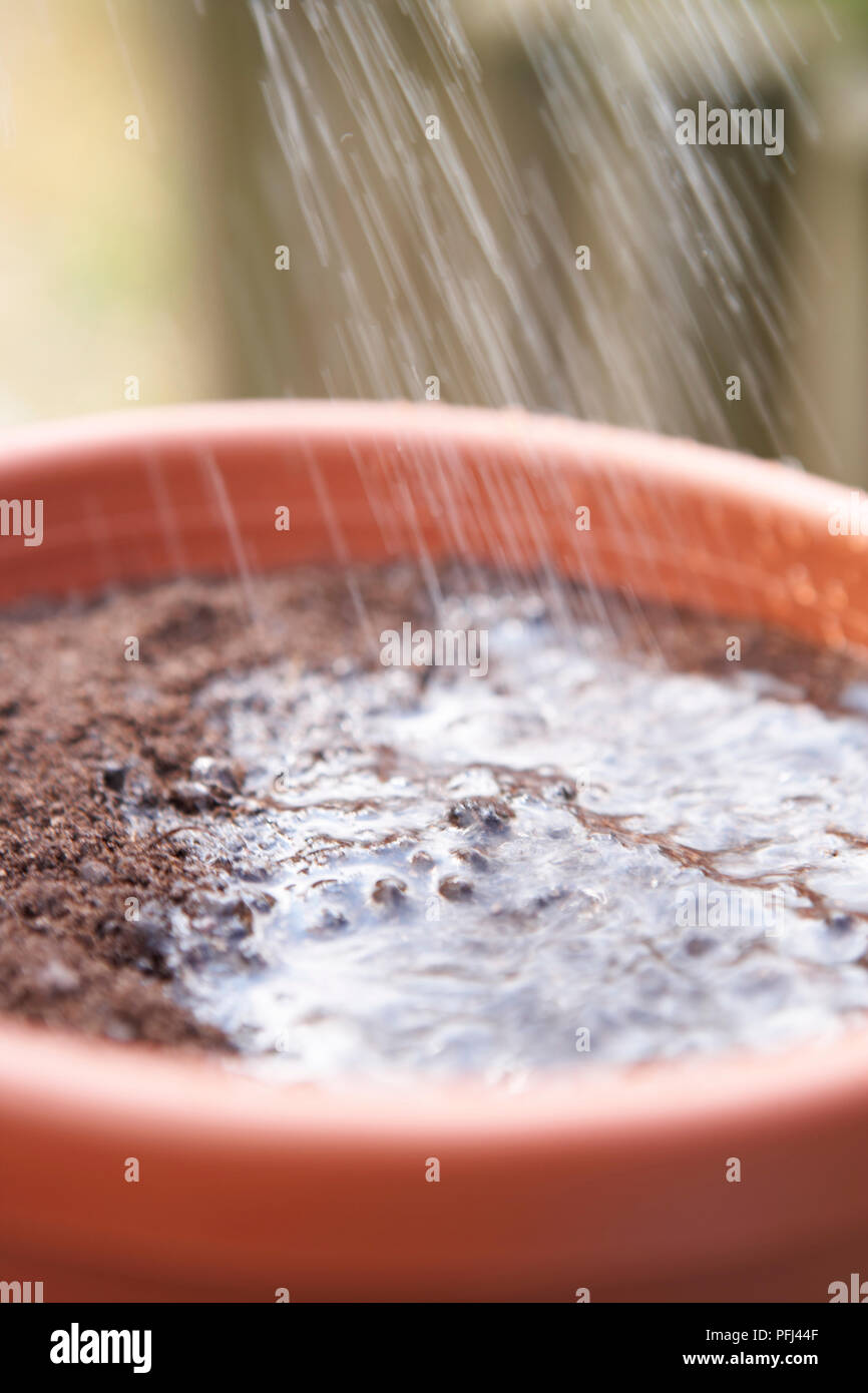 Watering seeds in plant pot Stock Photo - Alamy
