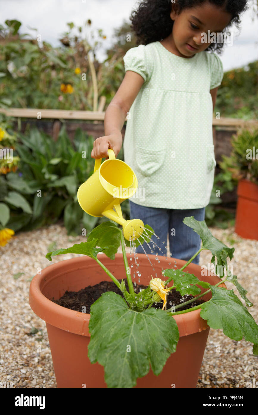 Girl watering courgette plant in pot Stock Photo - Alamy