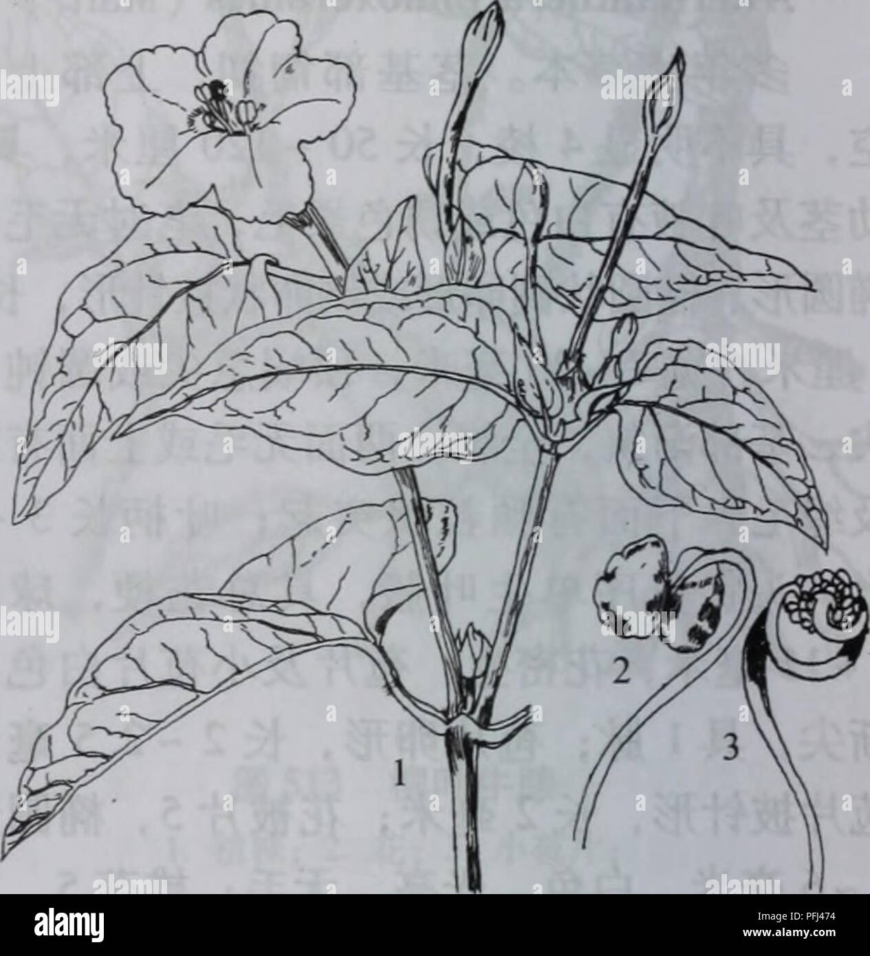 This botanical illustration features the plant species *Mirabilis ...