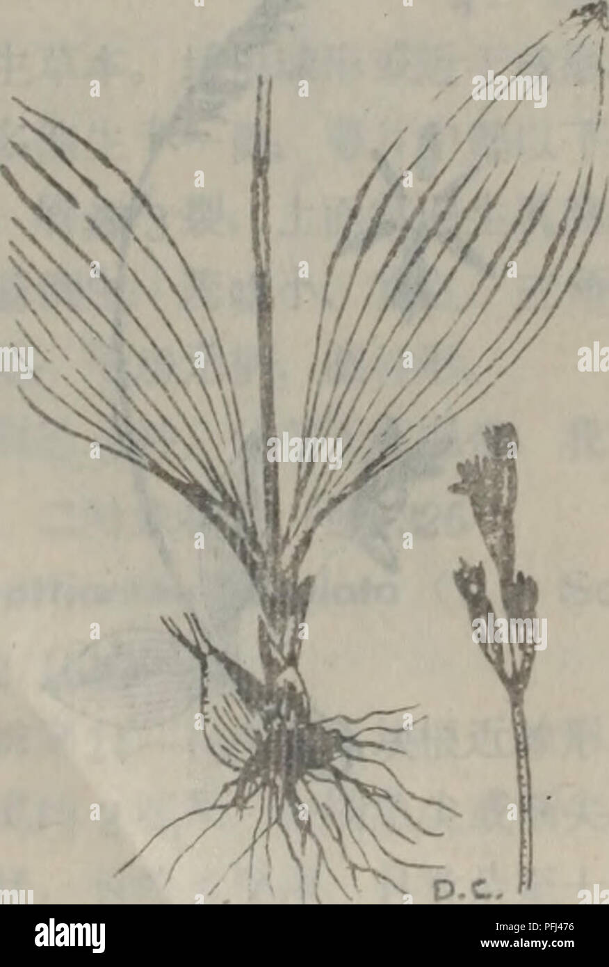 This botanical work focuses on the plant species of the Dalian region ...
