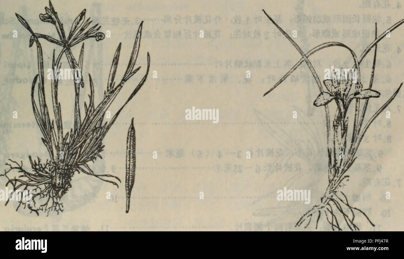 This botanical work focuses on the plant life of the Dalian region ...