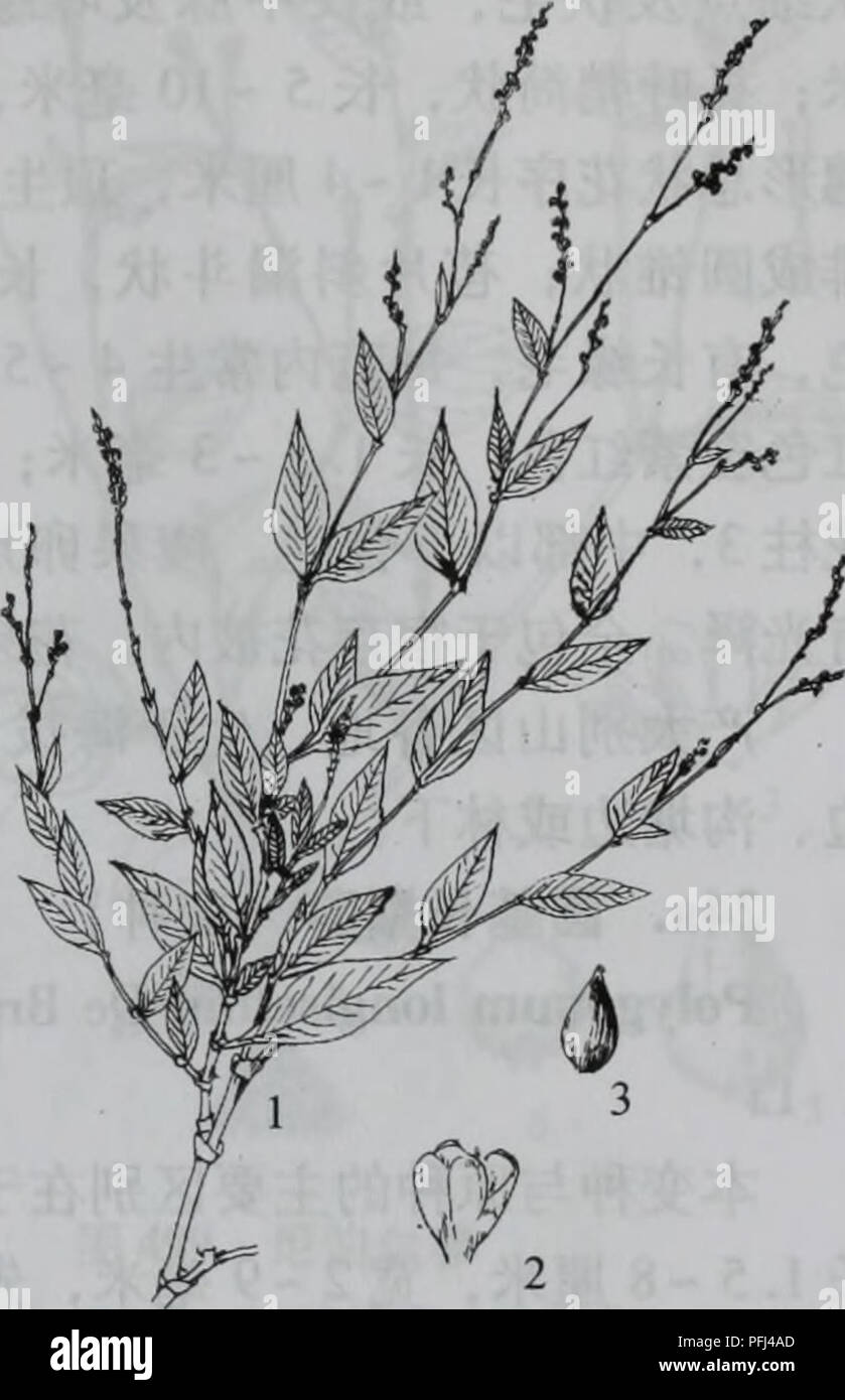 This botanical text focuses on the study of the Polygonaceae family ...