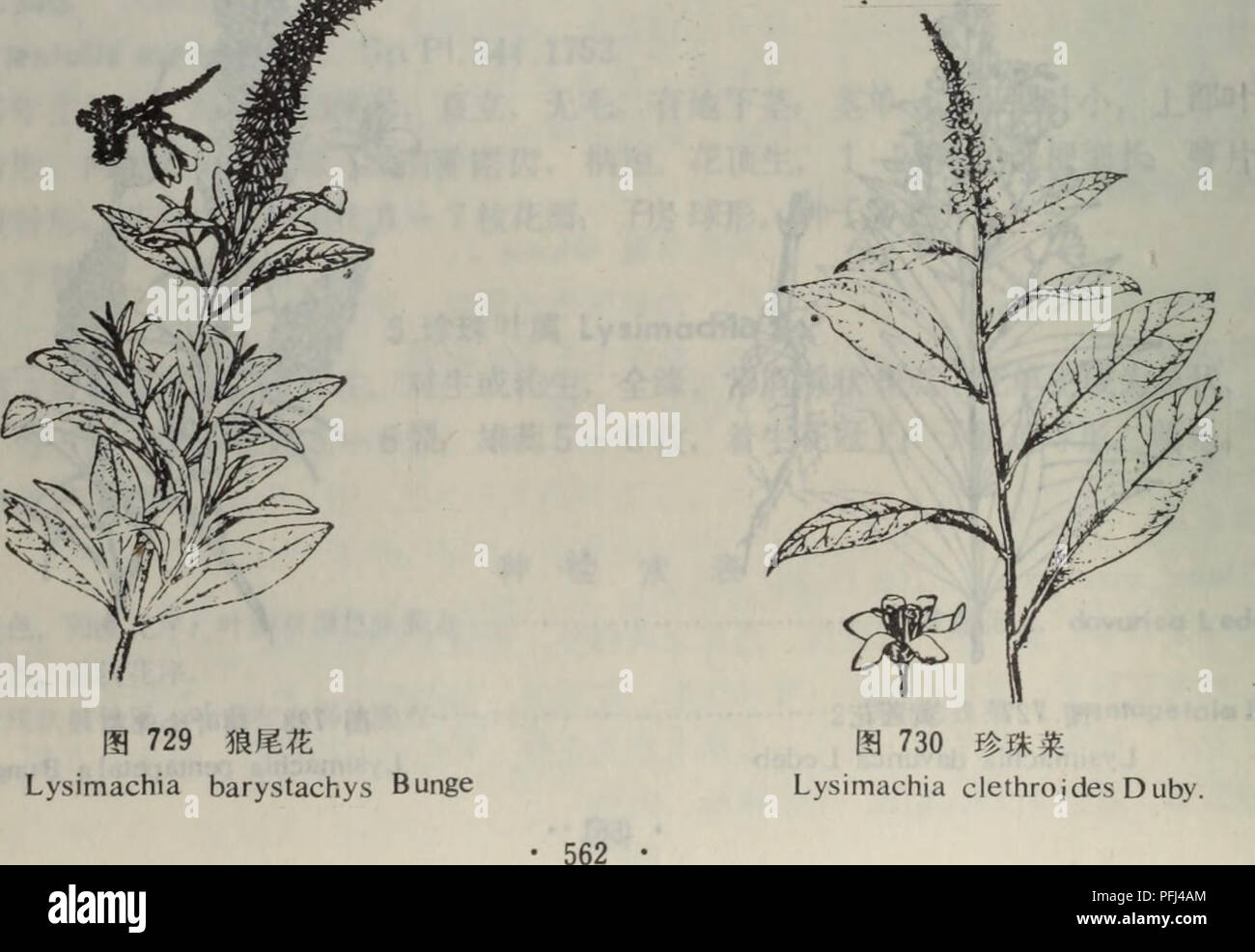 Lysimachia barystachys hi-res stock photography and images - Alamy