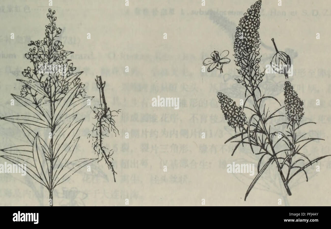 This Chinese botanical work describes native plant species of the ...