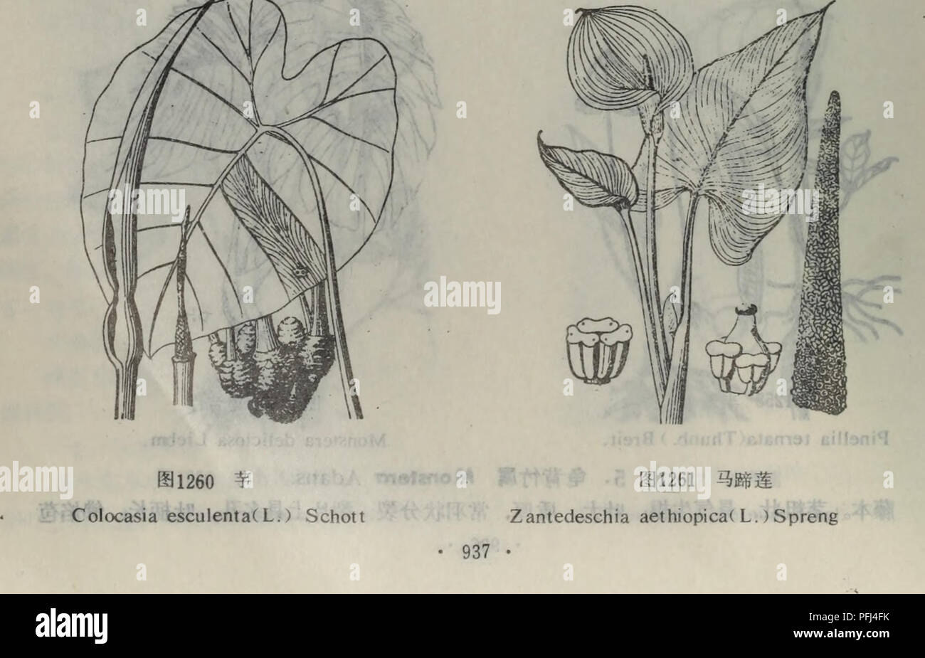 This text explores the diverse plant species of the Dalian region ...