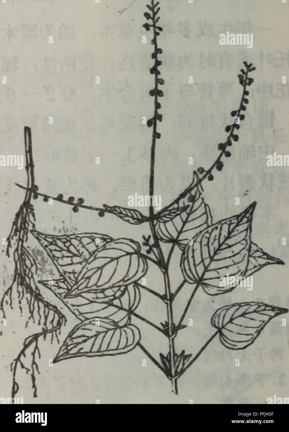 This Chinese botanical reference provides detailed information on plant ...